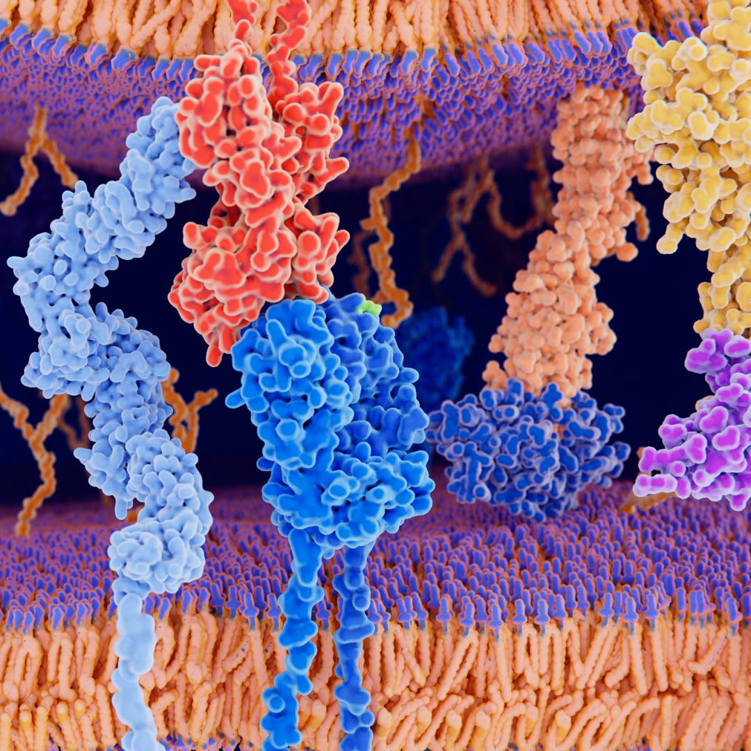 Judith & Stewart Colton Center for Autoimmunity | NYU Langone Health