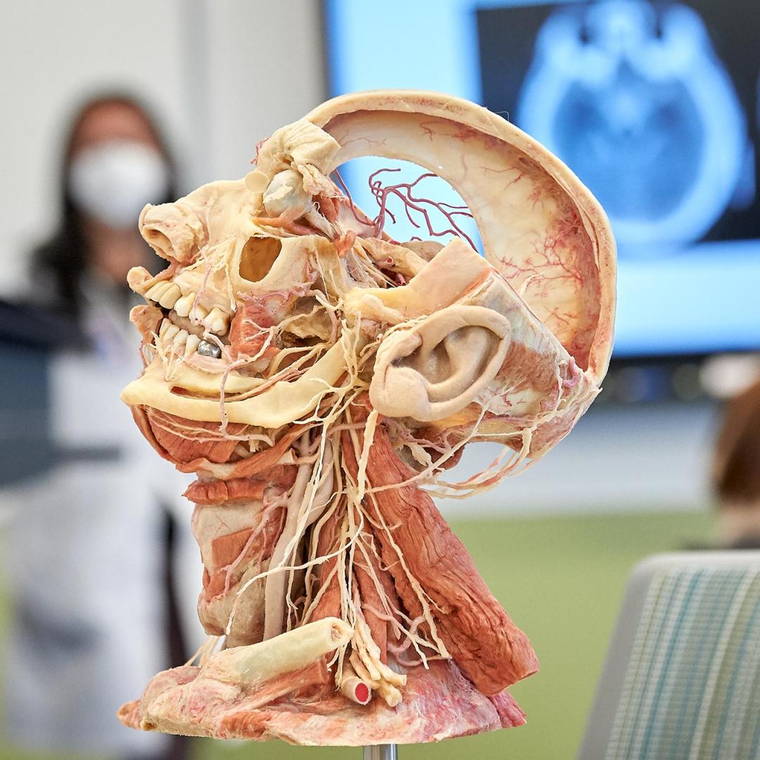 Human Research Protections | NYU Langone Health