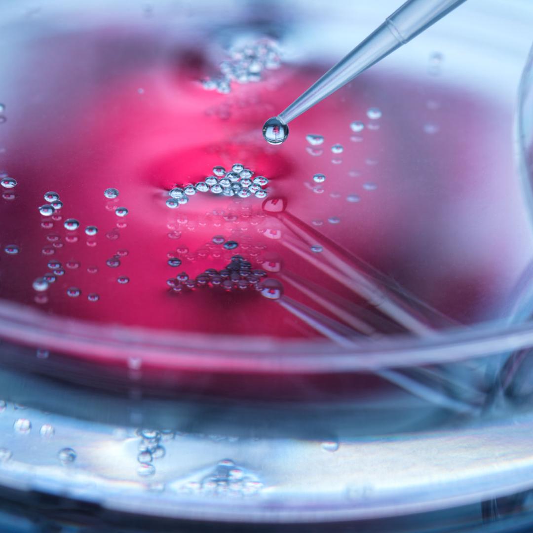 Human Research Protections | NYU Langone Health